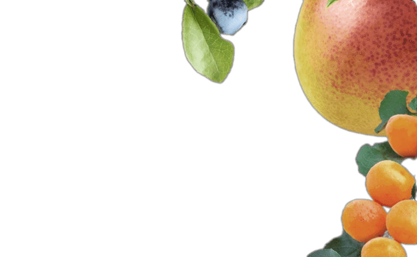 Classic by Flipkart Grocery Bold Sugar (Safed Cheeni) (1 kg) – Tap2Home